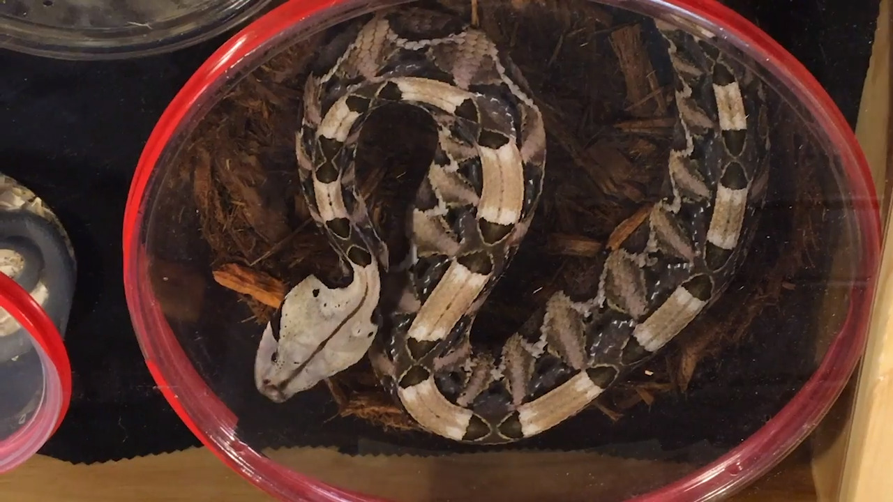Repticon in Columbia, SC features venomous snakes and other reptiles ...