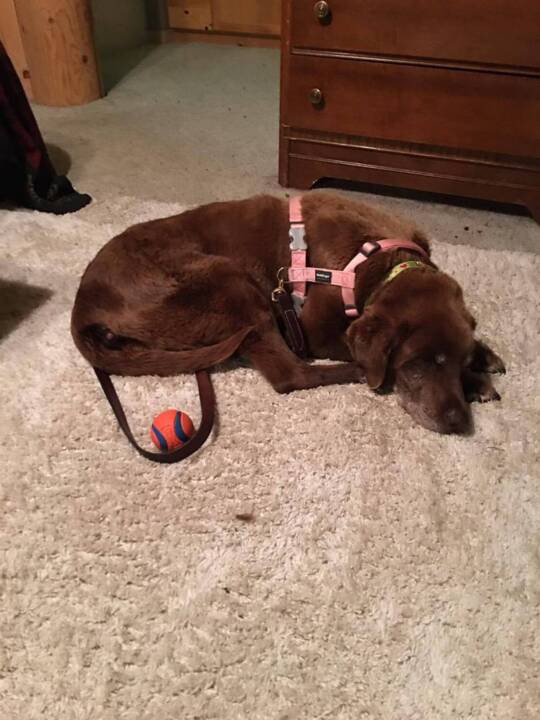 Boise dog rescued after 9 months spent in the mountains | Idaho Statesman