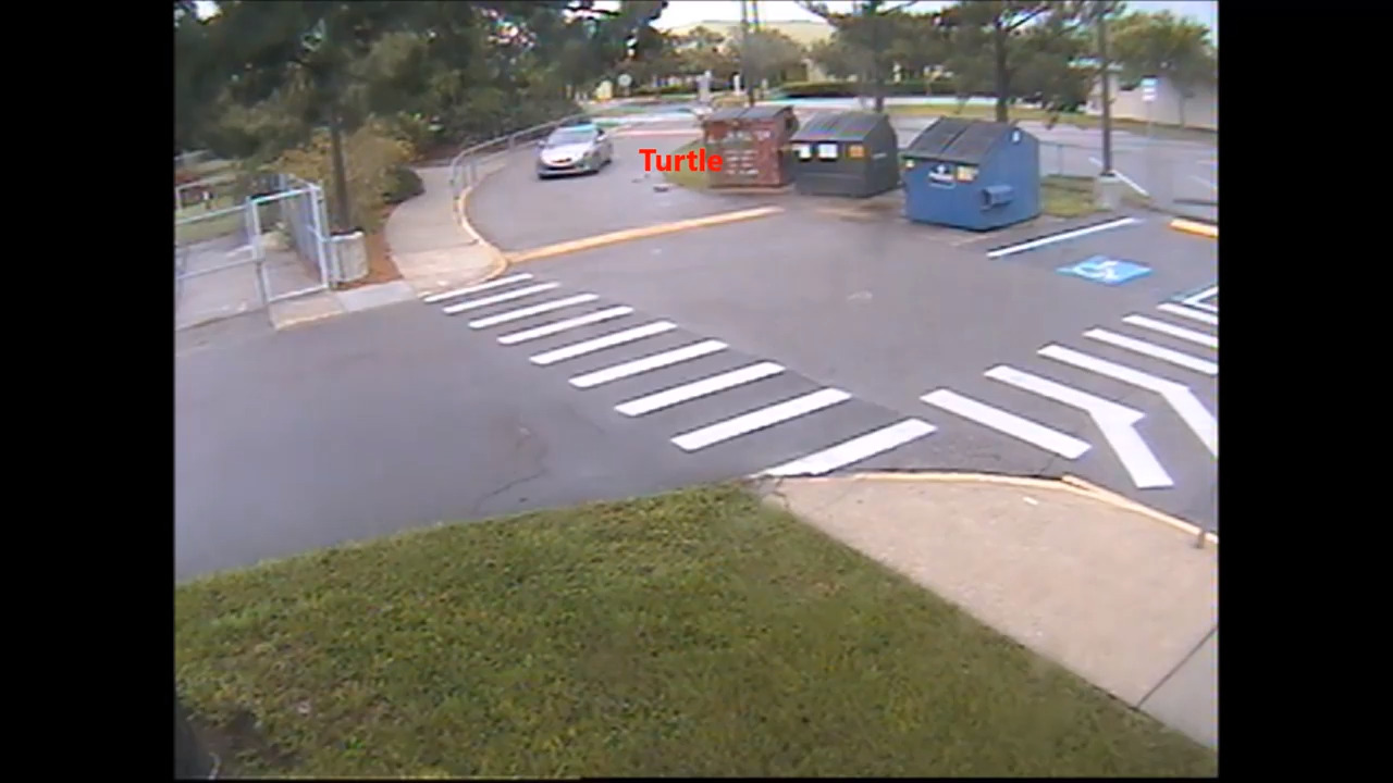 Video captures car running over Gopher tortoise in Florida | The State