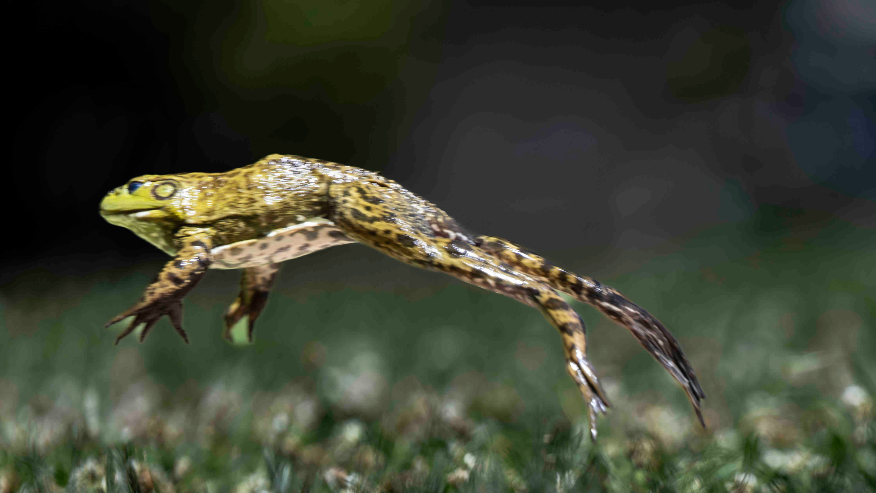 Video: Capitol Frog Jump in Sacramento (Video) | Sacramento Bee