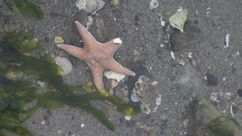 Low tide on Puget Sound offers glimpse of sea life, starfish | Tacoma ...