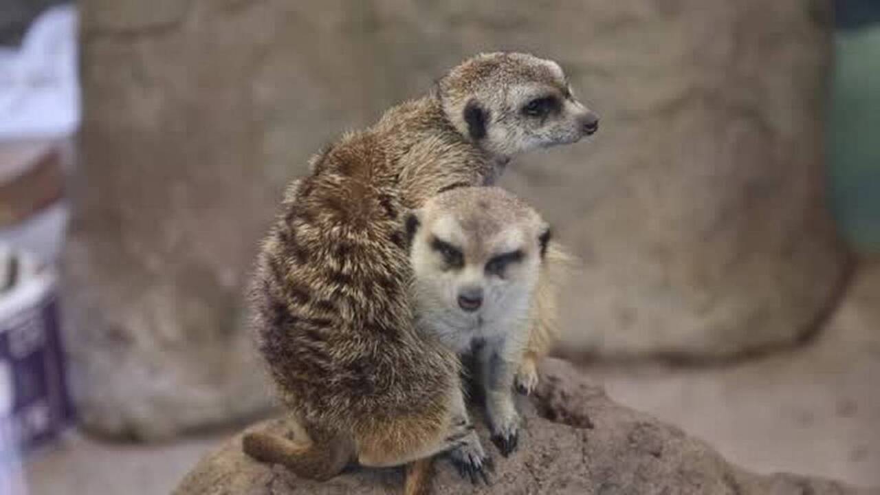 Here's how Zoo Boise cares for animals with cancer | Centre Daily Times
