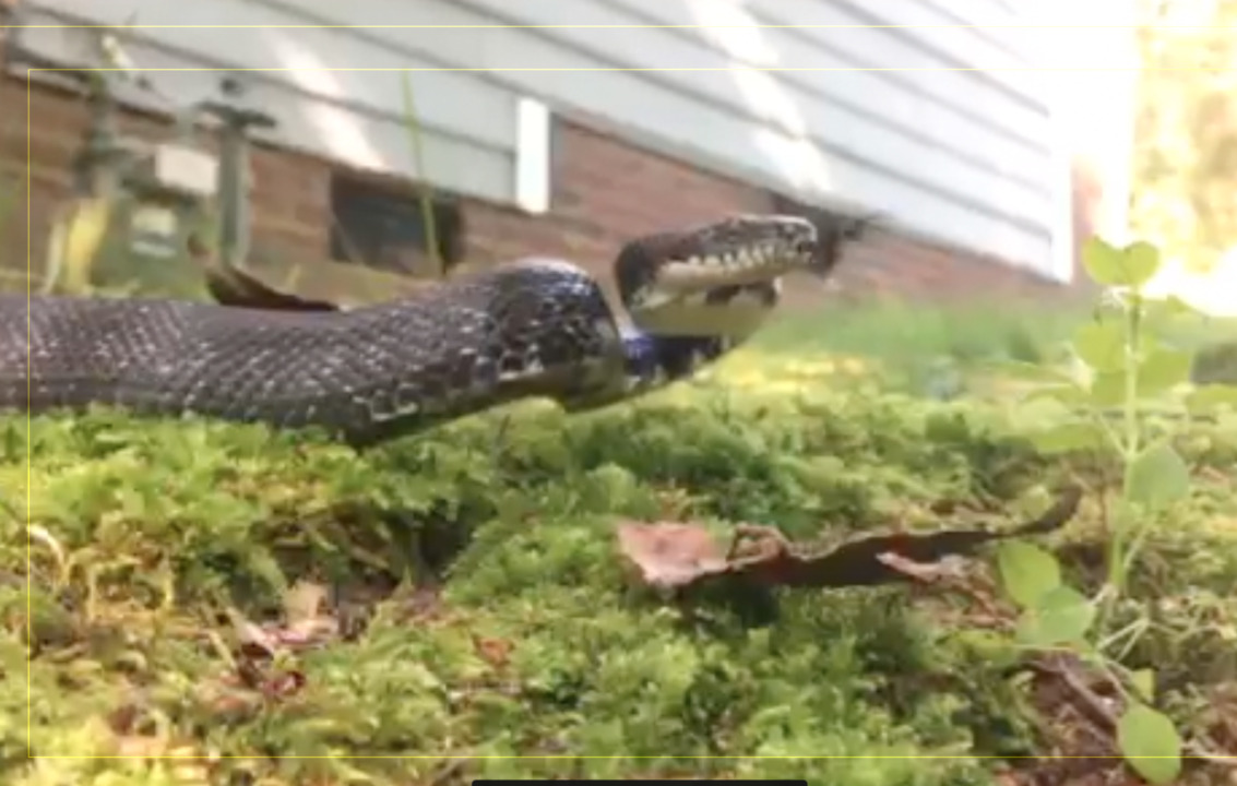 Snake in substation cuts power in NC city, commission says | Raleigh ...