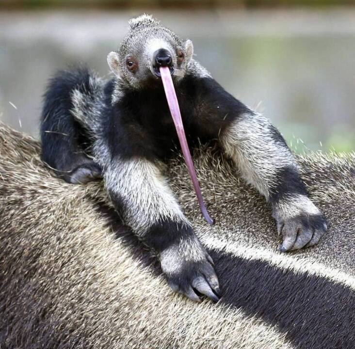 Adorable giant anteater born at Zoo Miami | Miami Herald