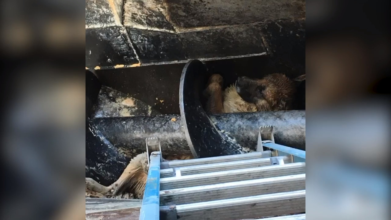 Memphis Animal Services rescue dog trapped in 12-foot pit in meat ...