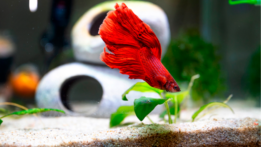 Beta fish abandoned in storage unit has new life in Hughson | Modesto Bee