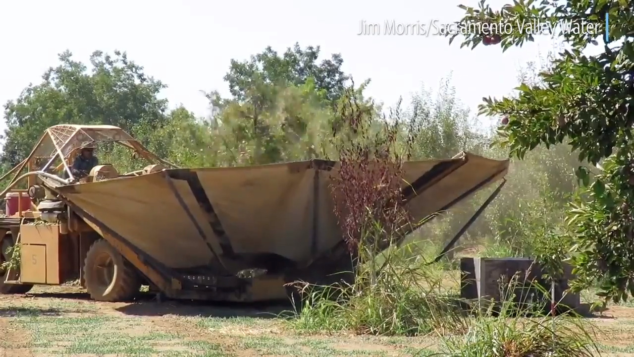 Watch the efficiency of the prune harvest happening now in Sacramento ...