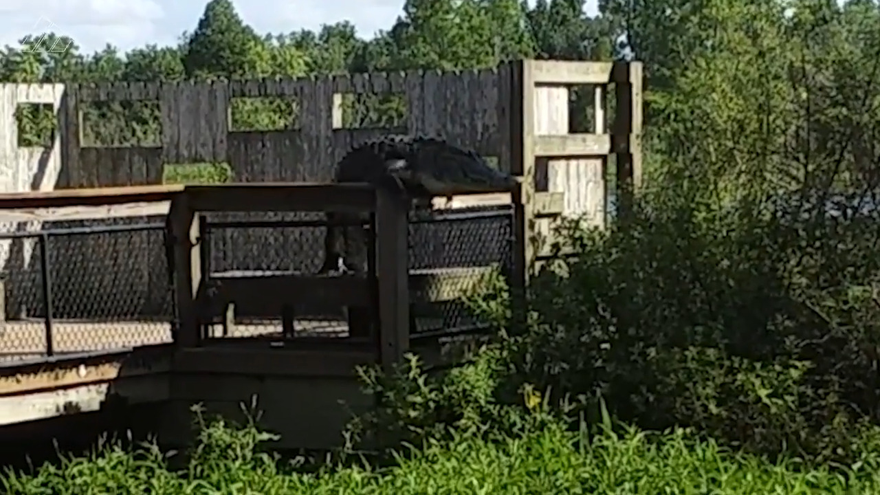 Watch 8-foot Florida alligator climb fence | Sacramento Bee