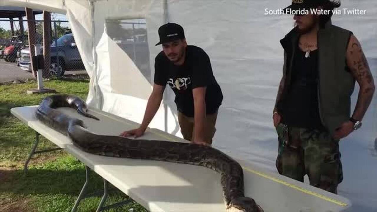 Hunter bags massive Everglades python | Miami Herald