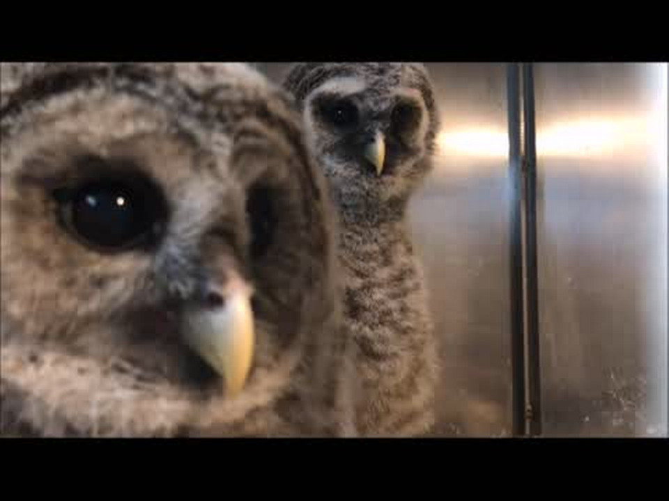 Wild animal babies fill rescue center this spring | Biloxi Sun Herald