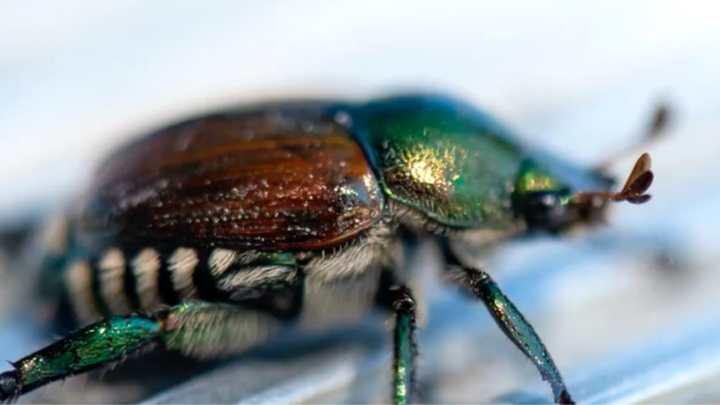 Learn to identify Japanese beetles and what they eat in Washington ...