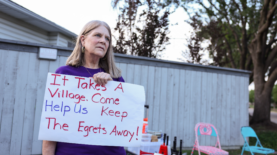 Fort Worth neighbors band together to stop egrets (Video) | Fort Worth ...