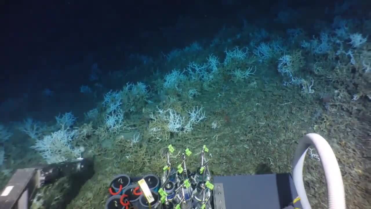 NOAA deep sea expedition broadcasts deep-sea urchin pooping | Charlotte ...