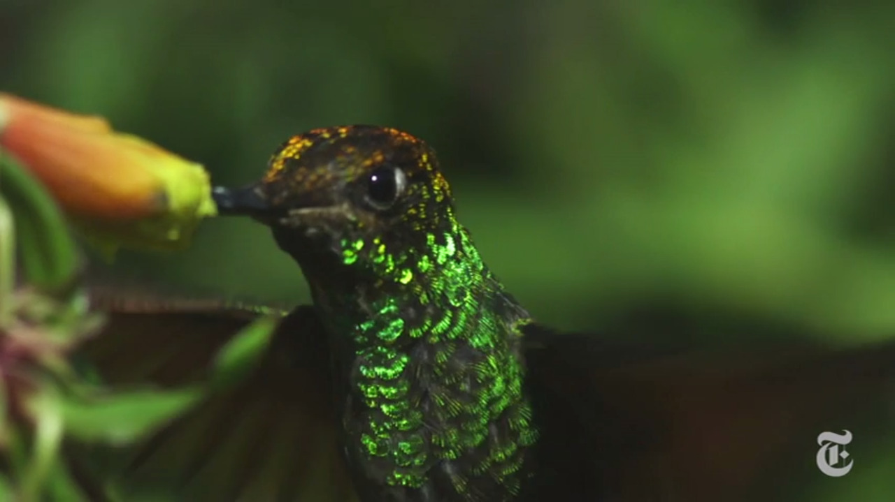 How the hummingbird bill evolved for battle | Miami Herald