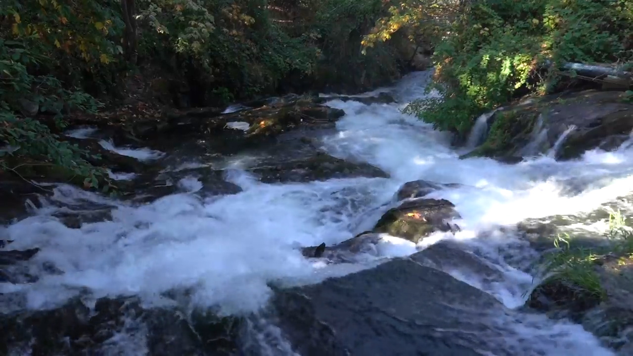 Here’s where and when you’ll see salmon runs in Bellingham | Bellingham ...