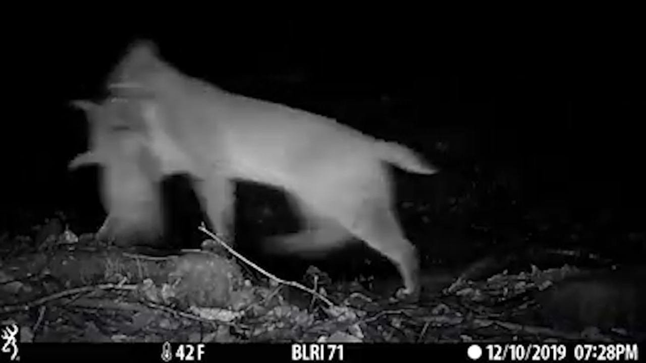 Wildlife camera catches bobcat carrying a rabbit in its mouth ...