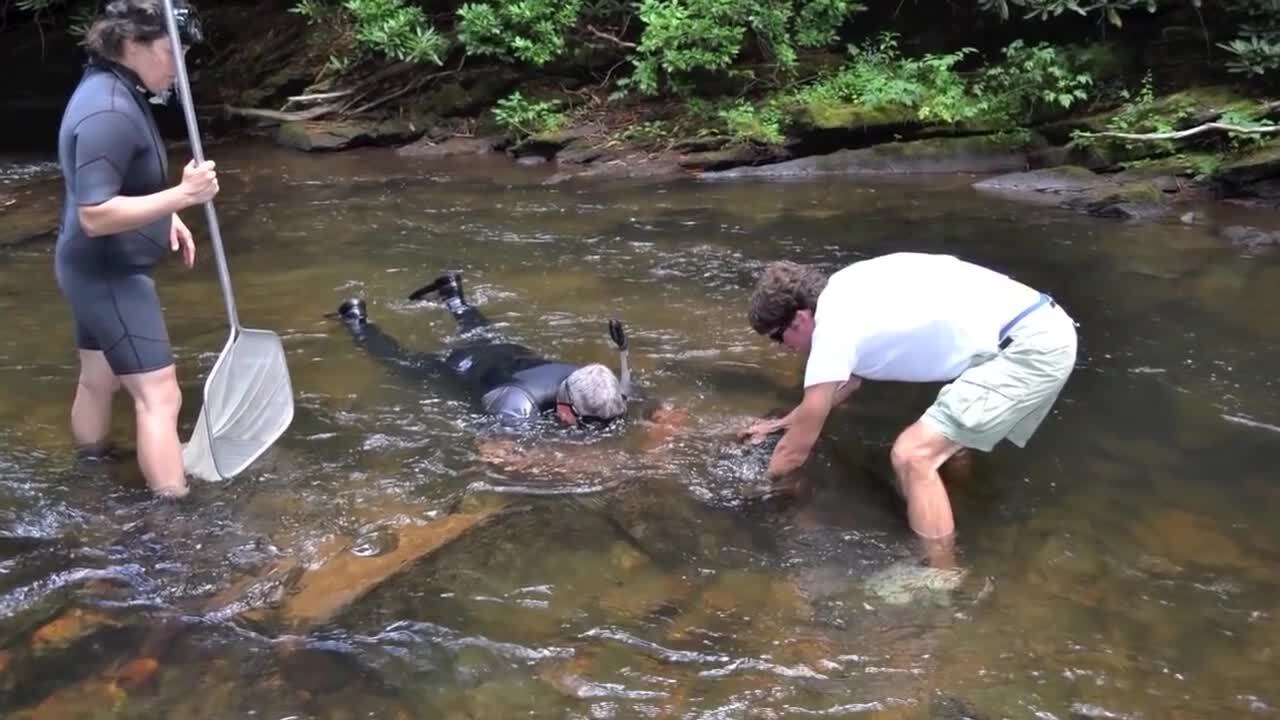 The hellbender is North America's largest salamander. | Miami Herald