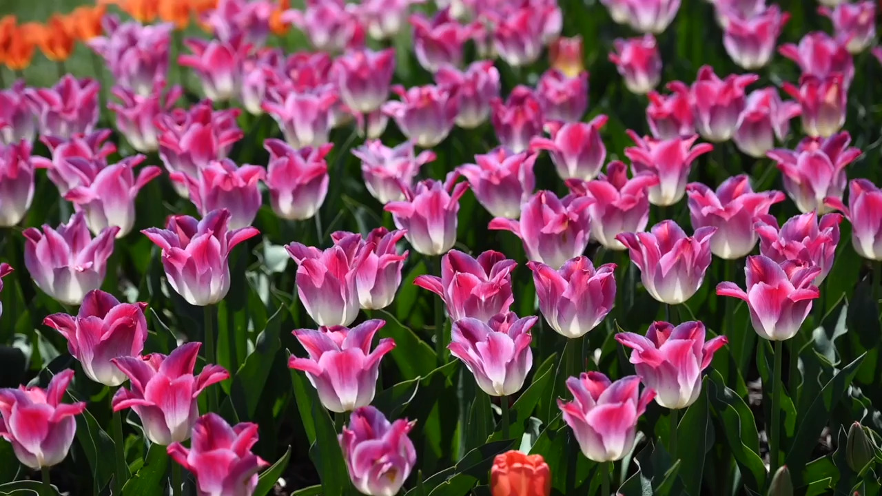 Tulips are at peak bloom at Skagit festival’s last weekend | Bellingham ...