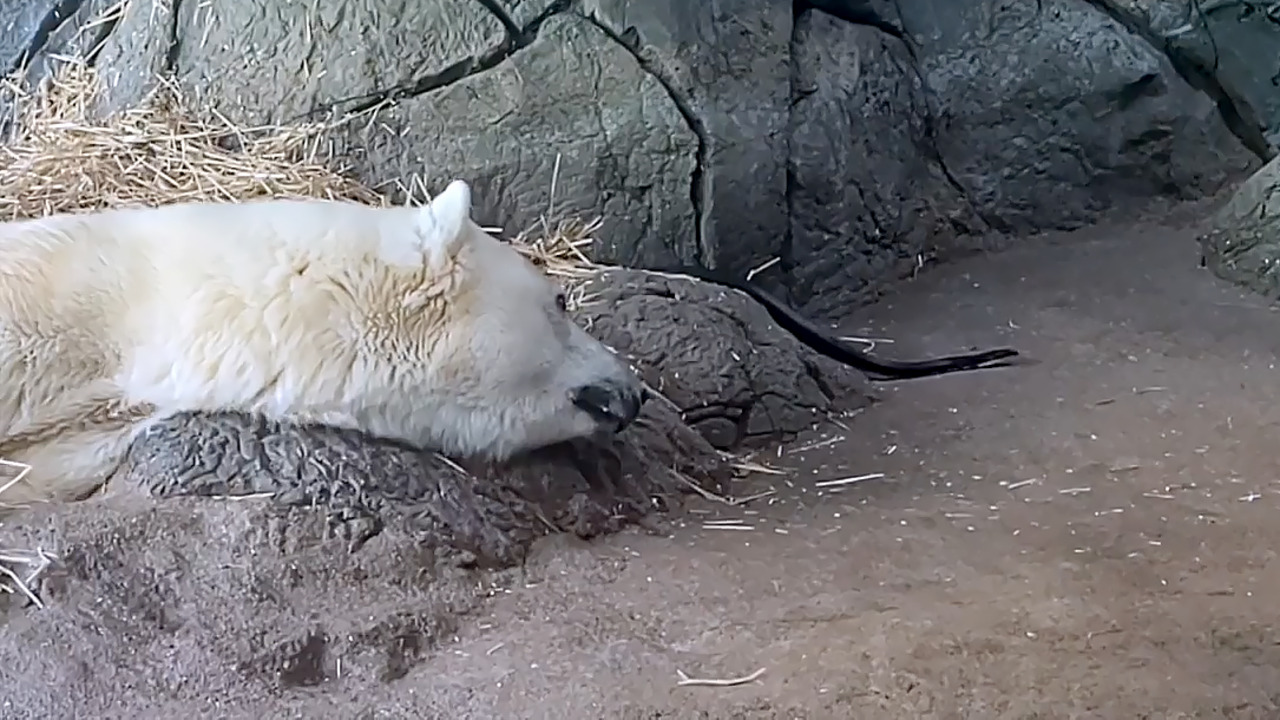 Video: Polar bear-rat snake encounter at North Carolina Zoo | Charlotte ...