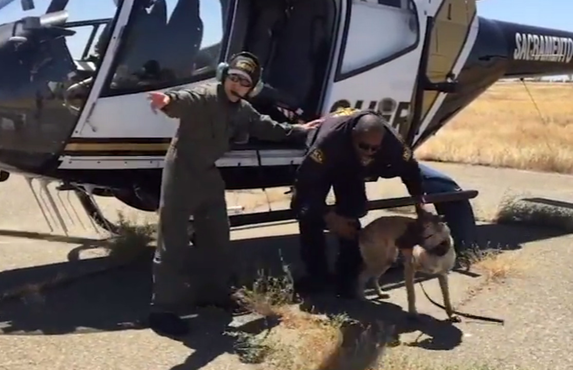 Sacramento County Sheriff's K9 Jetta takes her first helicopter ride ...