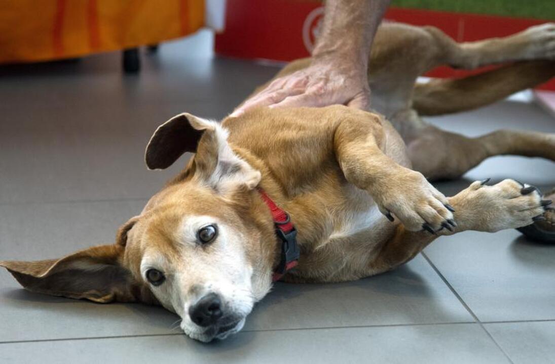 NC dog fleeing Hurricane Florence lost in GA | Durham Herald Sun