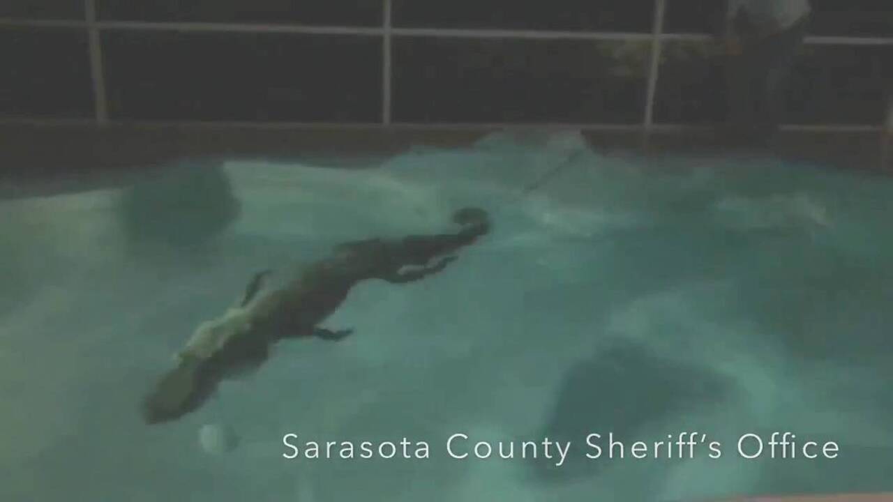 11-foot gator removed from swimming pool in Florida | Miami Herald