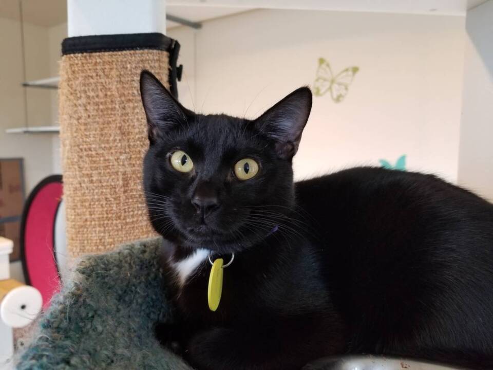 12 Strays of Christmas: Meet Raven the cat | San Luis Obispo Tribune