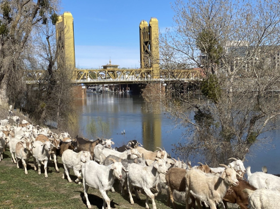 Video: Goats hired to help prevent wildfires in California | Sacramento Bee