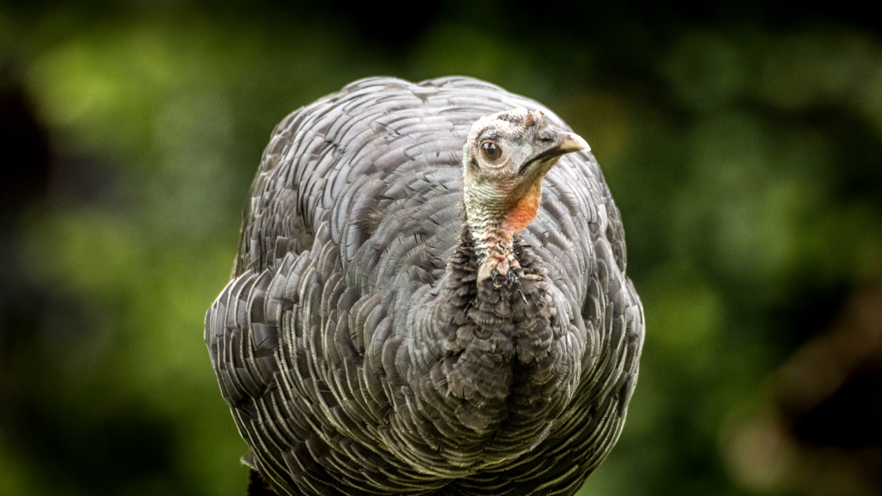 Video: Wild turkeys give chase to people in uniform says resident ...