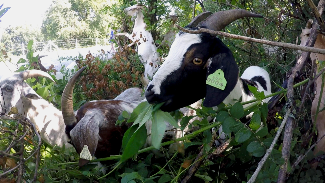 Goats on the Go Kansas City | Kansas City Star