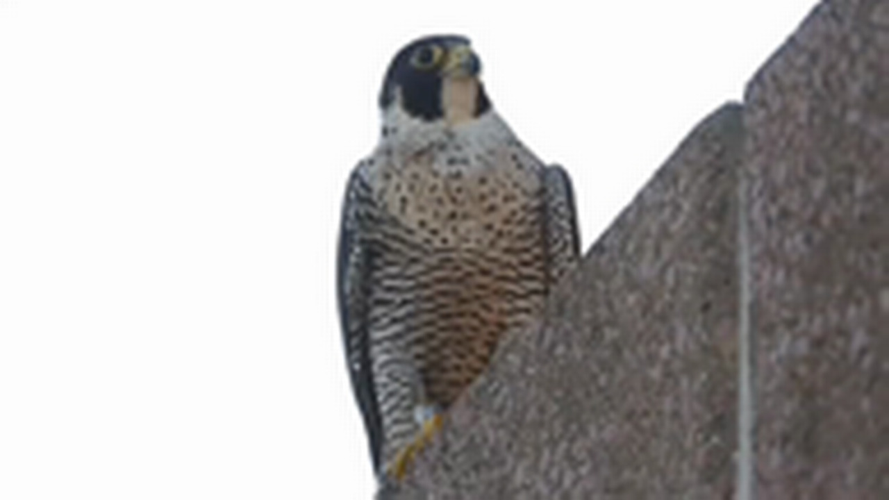 Peregrine Falcons soaring over Lexington | Sacramento Bee