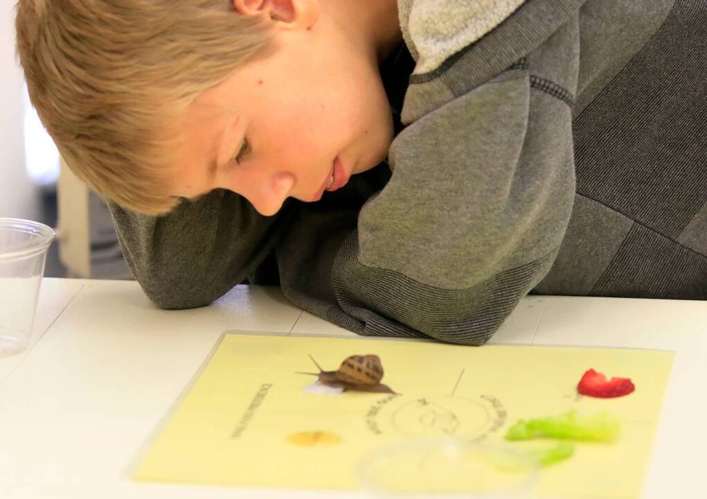 Snails set the pace at the Nipomo Library 'Snail Olympics' | San Luis ...