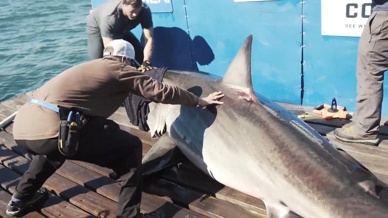 Two 12-foot great white sharks lingering off Georgia coast | Charlotte ...