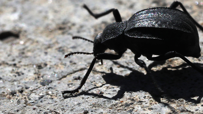 Darkling beetles are showing in force in spots around the Tri-Cities ...