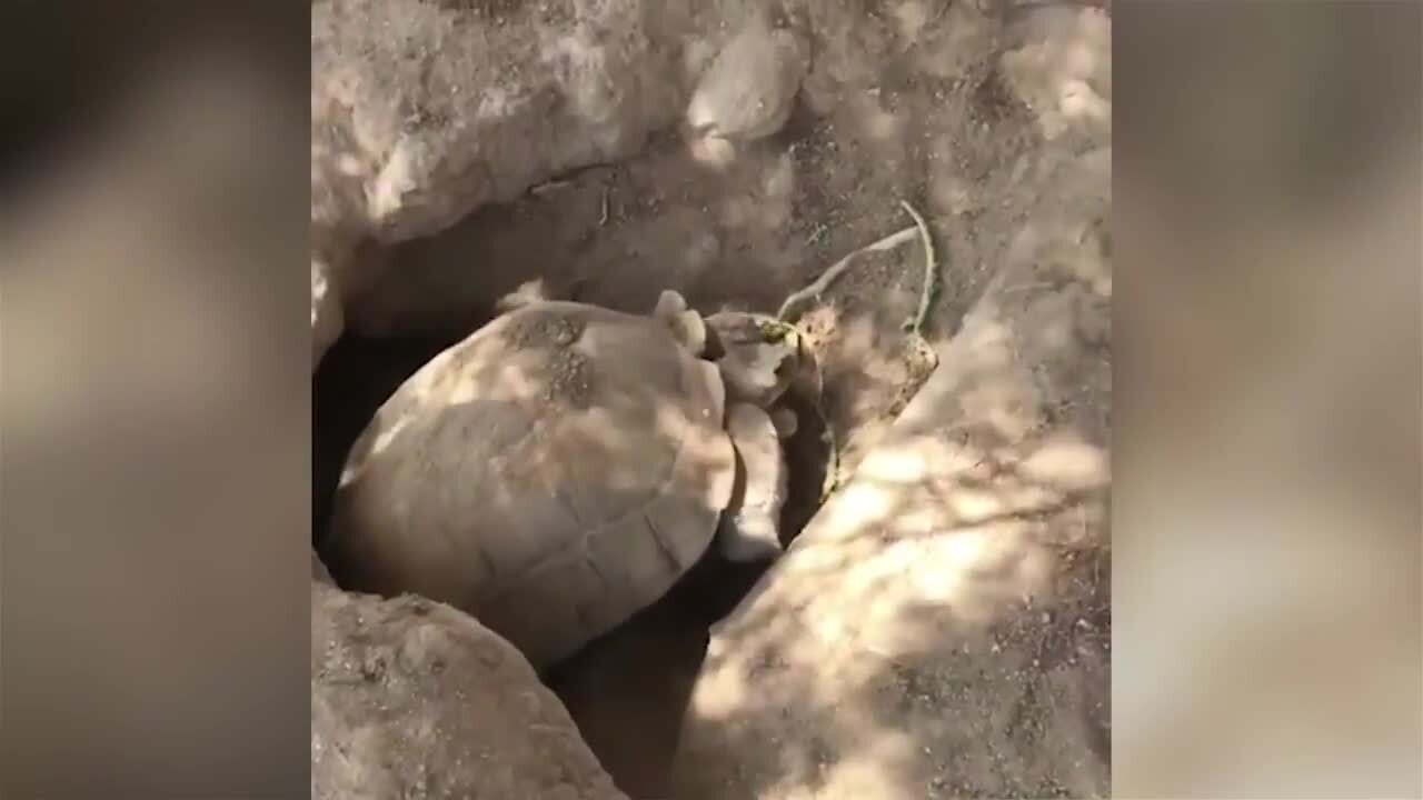Firefighters rescue tortoise trapped in hole in California | Modesto Bee