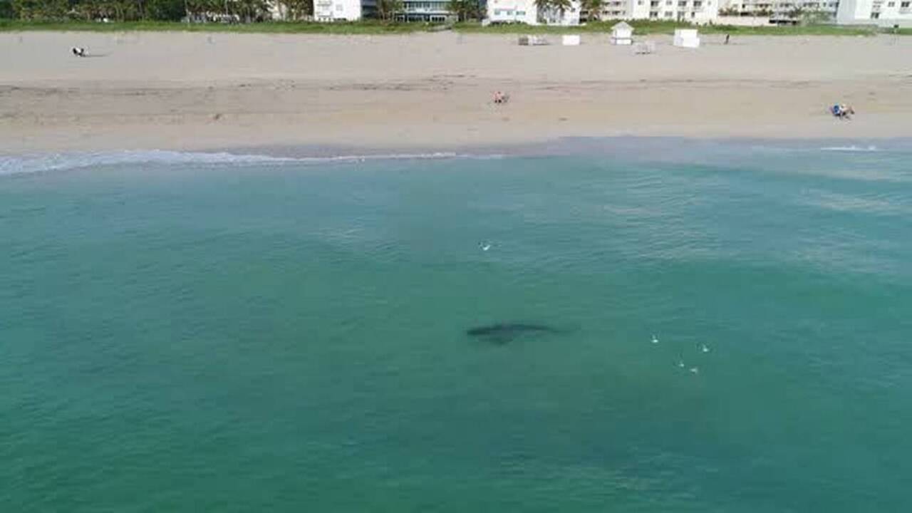 Large shark swims close to South Beach swimmer, shore | Miami Herald