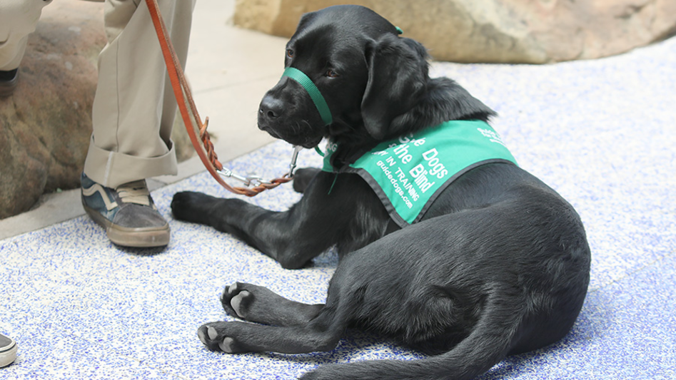 Guide dogs for blind practice etiquette at SLO Airport | San Luis Obispo Tribune