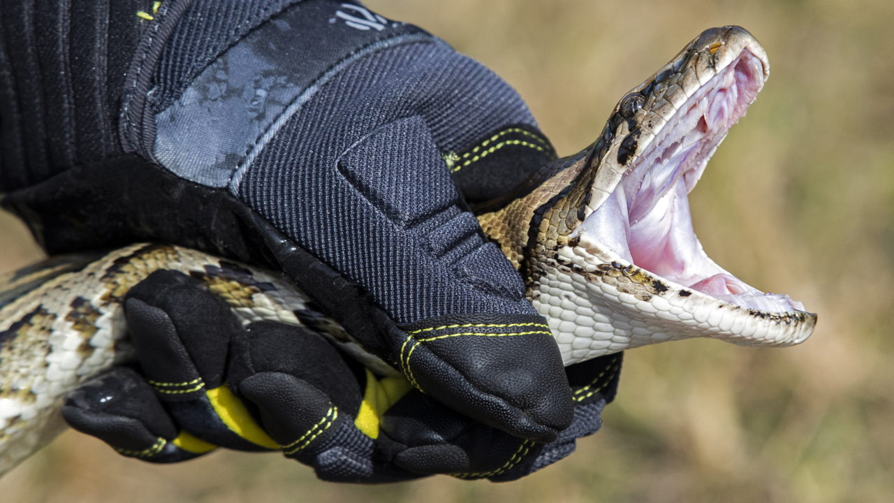 Python Challenge removes invasive snakes from Everglades | Miami Herald