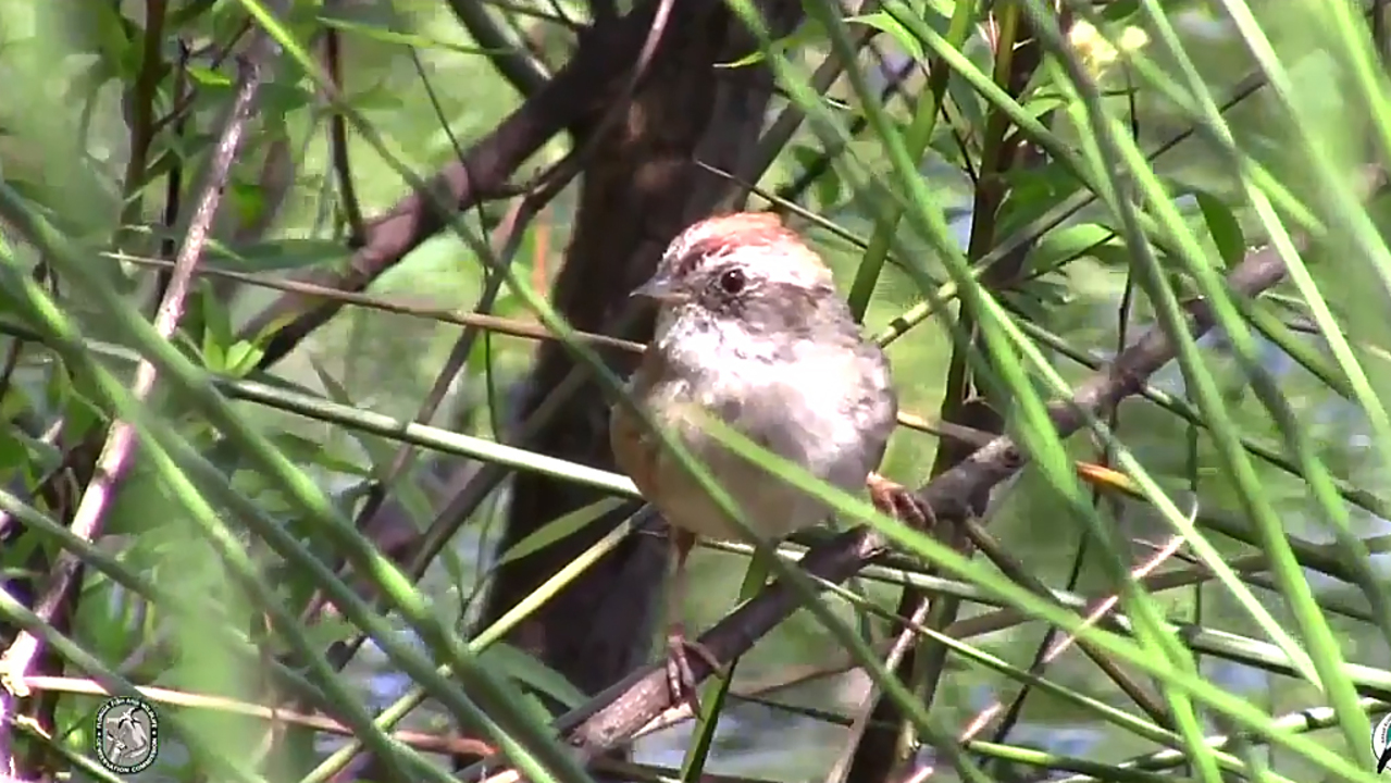 The song of the American swamp sparrow | The State