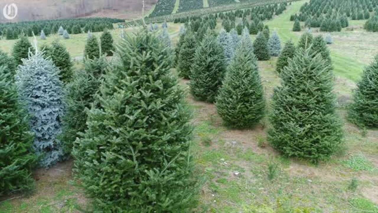 Cut-your-own Christmas tree farms near Charlotte | Charlotte Observer