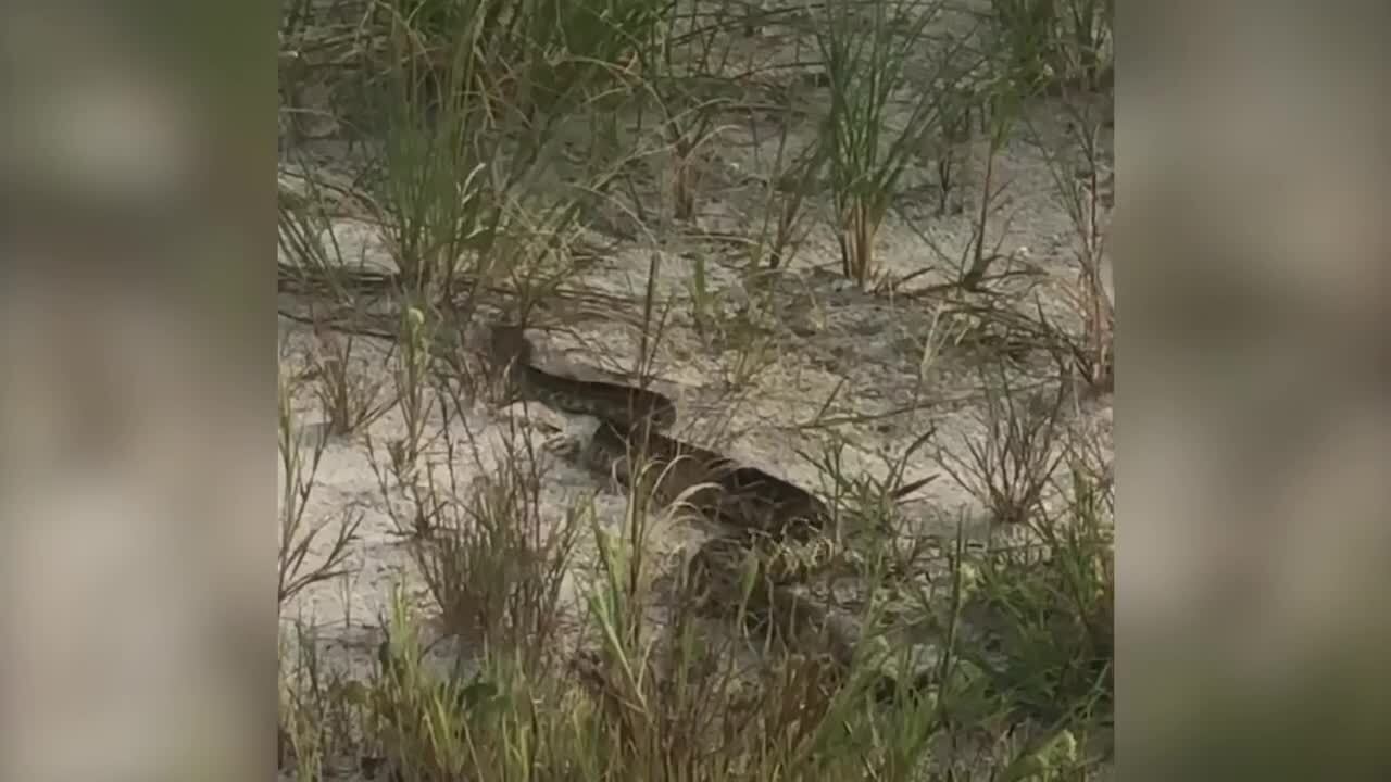 Snake sighting reports rise in tourist spot: GA police | Hilton Head ...