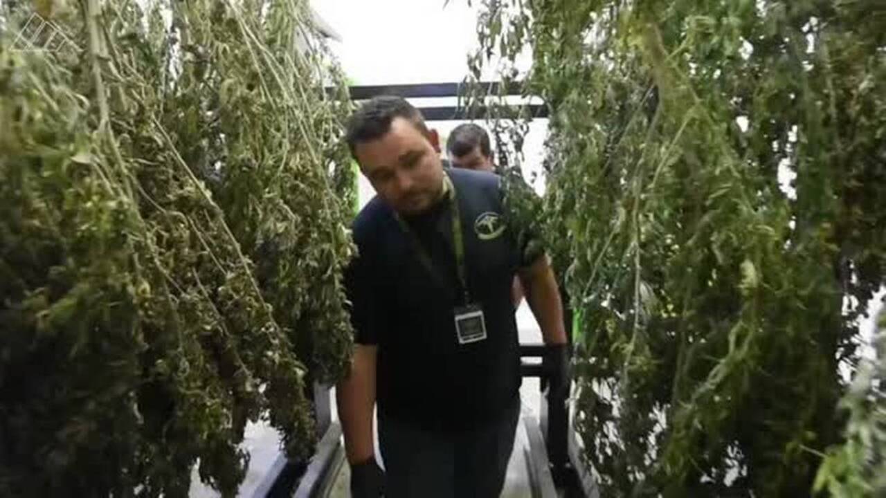 Uniting States of Marijuana: the country's evolving laws on cannabis ...