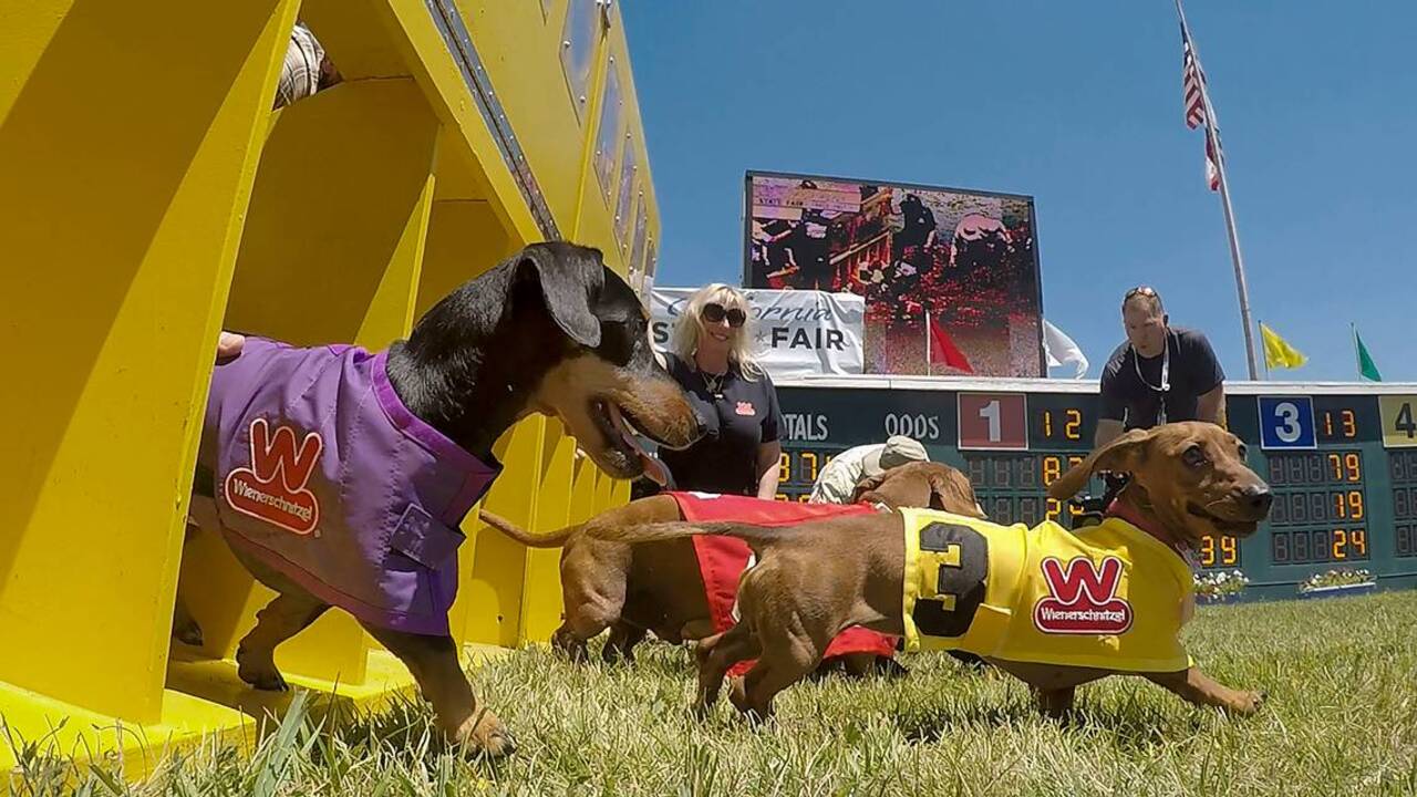 Wiener dogs chase after national title at the California State Fair ...