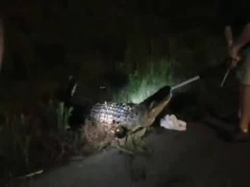 Reptile pro wrangles roadside gator | Macon Telegraph