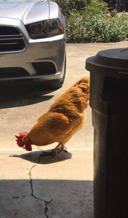 Residents react to death of Jake the rooster | The State