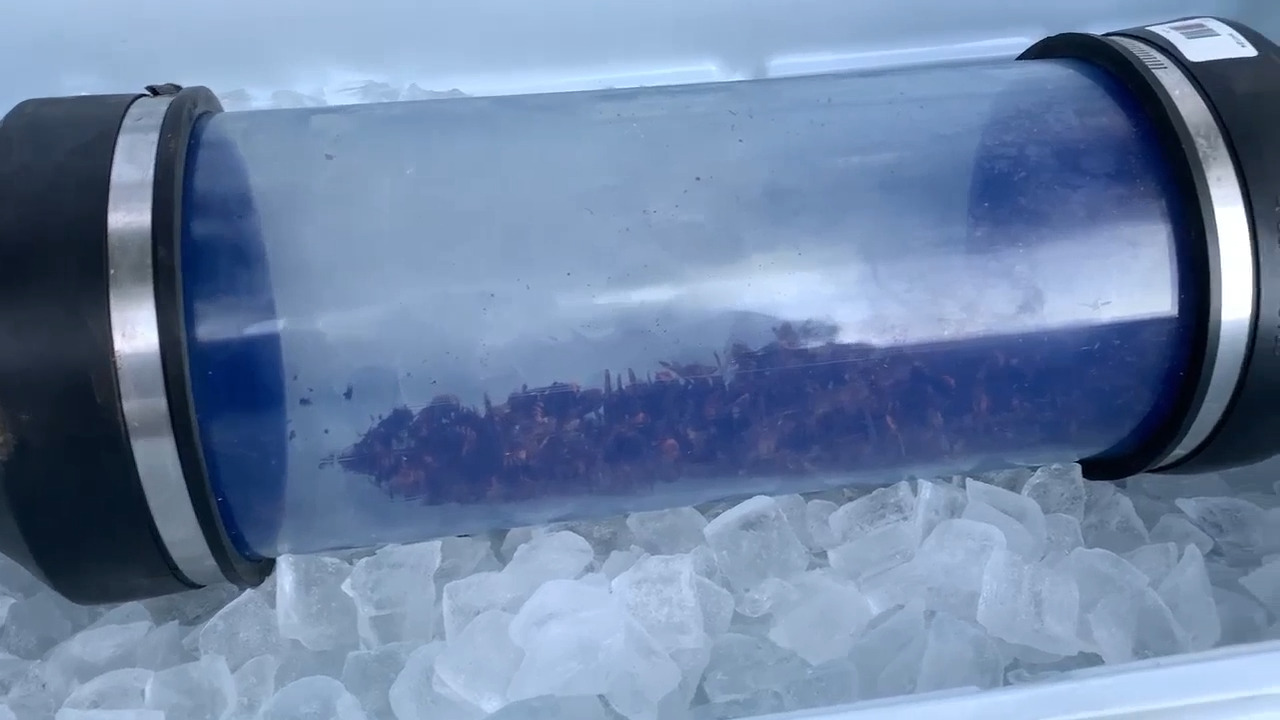 'Murder hornets' on ice after Whatcom County nest vacuumed | Bellingham ...