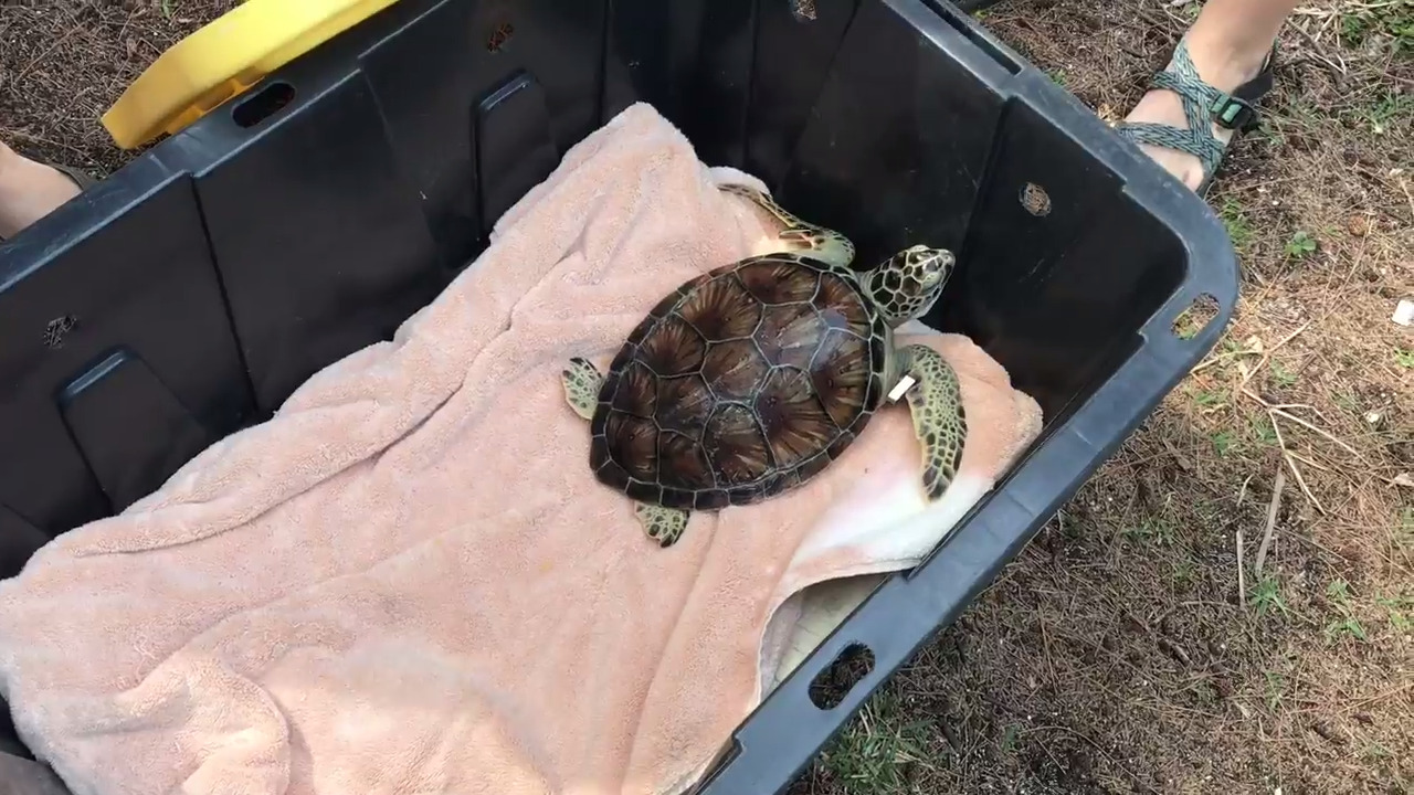Sea turtle released off Anna Maria Island after treatment at Mote ...