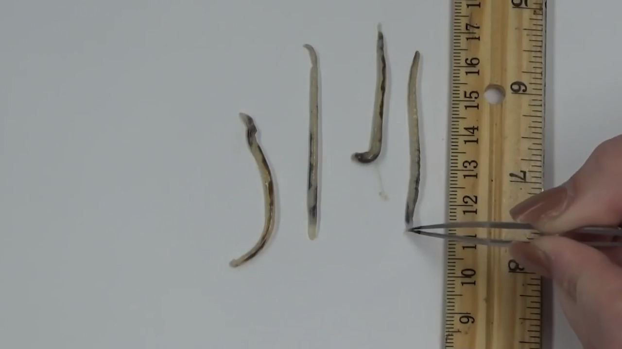 Study: Bloodsucking worms from pythons infect native FL snakes | Miami ...