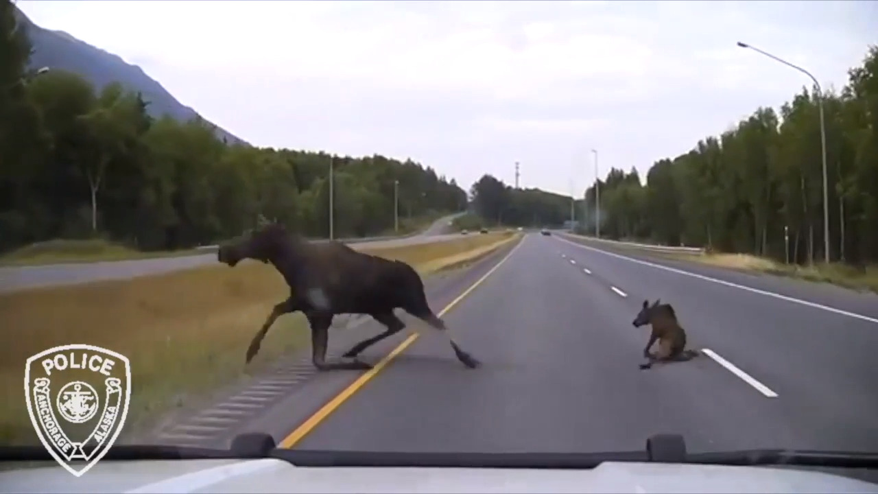 Anchorage, Alaska, police car nearly hit moose in dashcam video ...