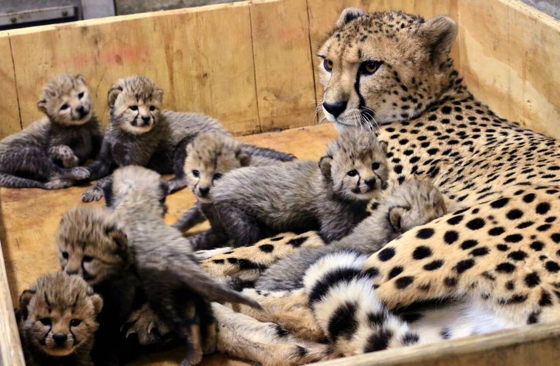 Eight adorable cheetah cubs born at St. Louis Zoo | Raleigh News & Observer